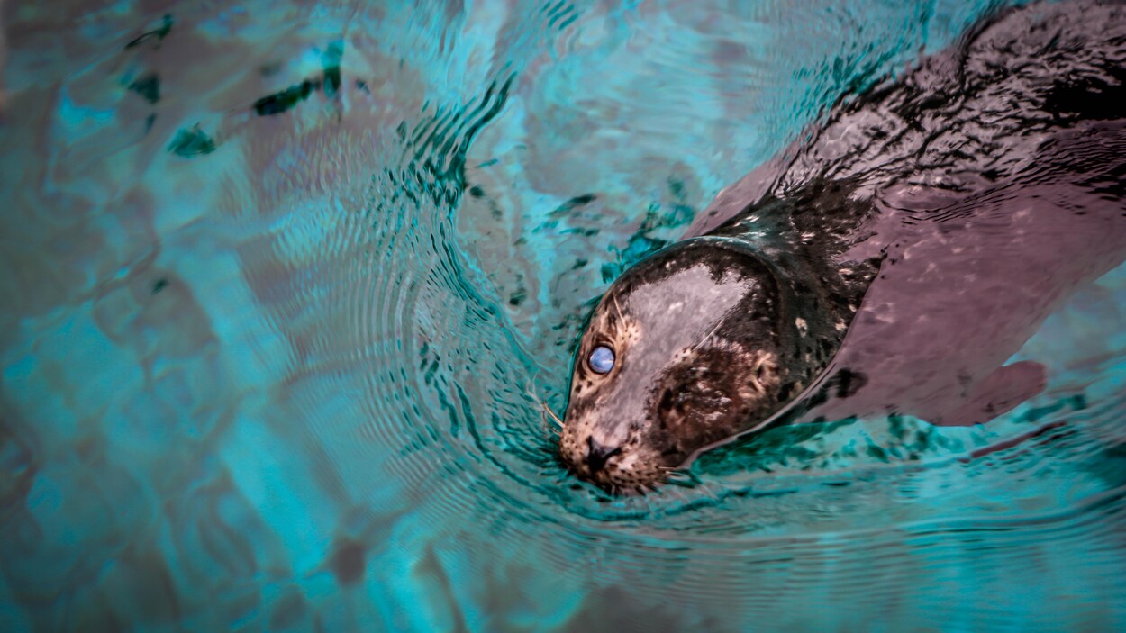 Deux phoques aveugles, les nouveaux résidents de l’Aquarium de ...
