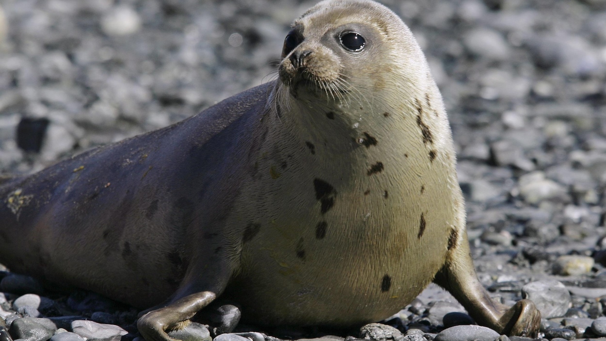 Davantage de recherches sur les phoques sont nécessaires, dit la ...