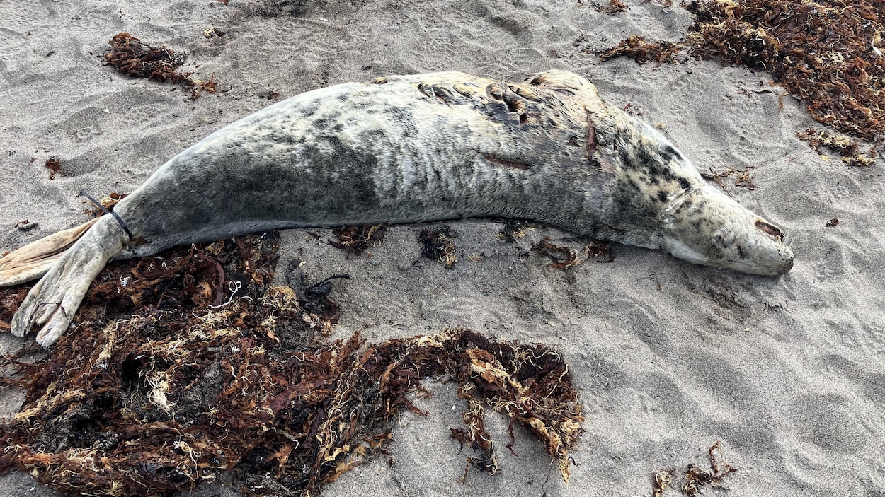 Une carcasse de phoque avec des lésions « particulières » | Radio-Canada