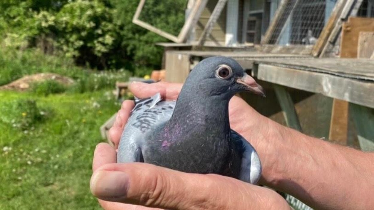 Les courses de pigeons de retour en Ontario | Radio-Canada.ca