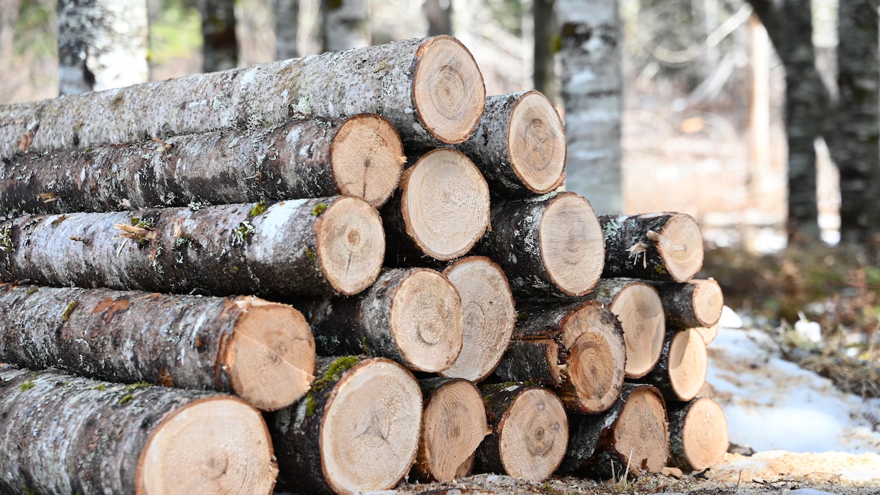 Les opérations forestières mises sur pause en Haute-Mauricie | Radio-Canada