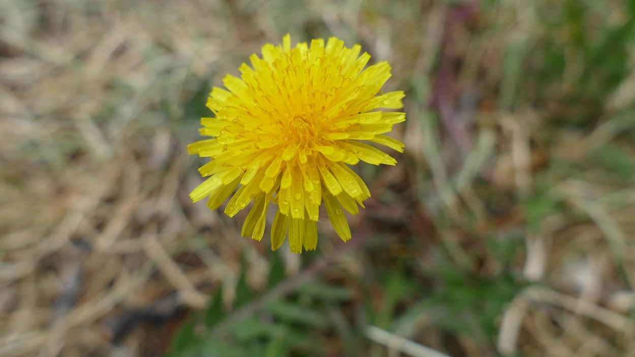 Les plantes comestibles à découvrir pendant la cueillette | Info ...