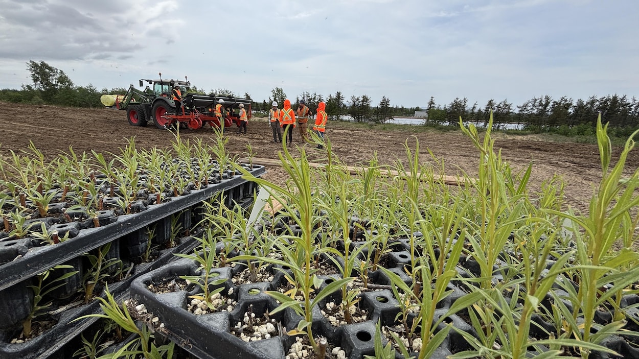 Sept-Îles plante 176 000 arbres pour contrer la pollution de son ancien ...