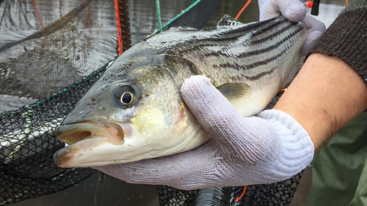 Un biologiste de l’UQAC en faveur de la pêche scientifique dans le ...