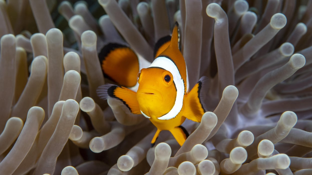 Nemo sait compter… pour protéger son territoire | Radio-Canada