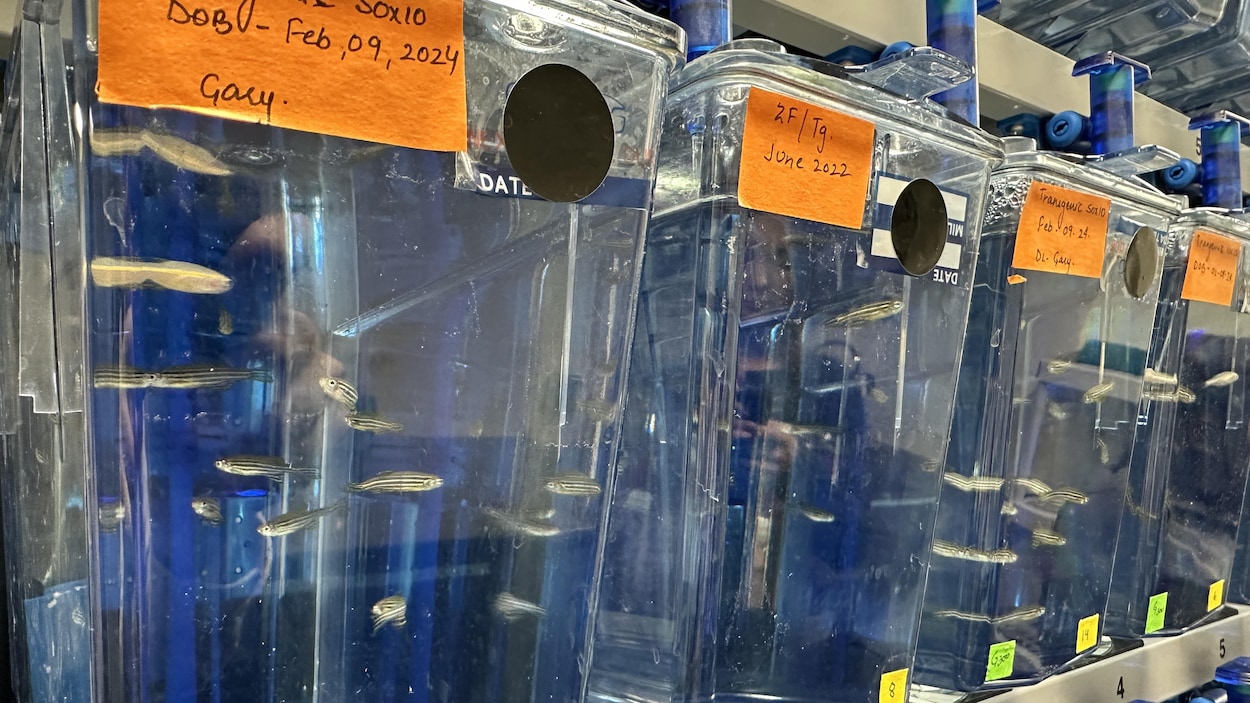Les poissons tropicaux étudiés à l’Université du Manitoba | Radio-Canada