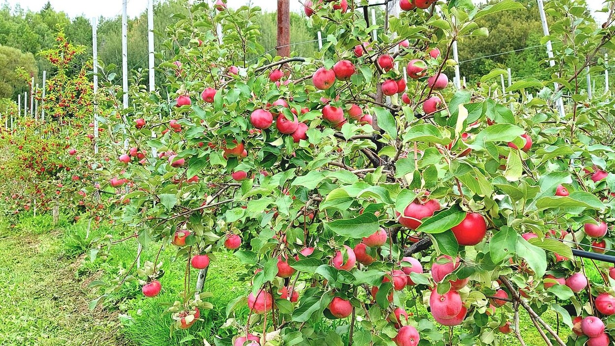 Une saison de rêve dans les vergers de l’Abitibi-Témiscamingue | Radio ...