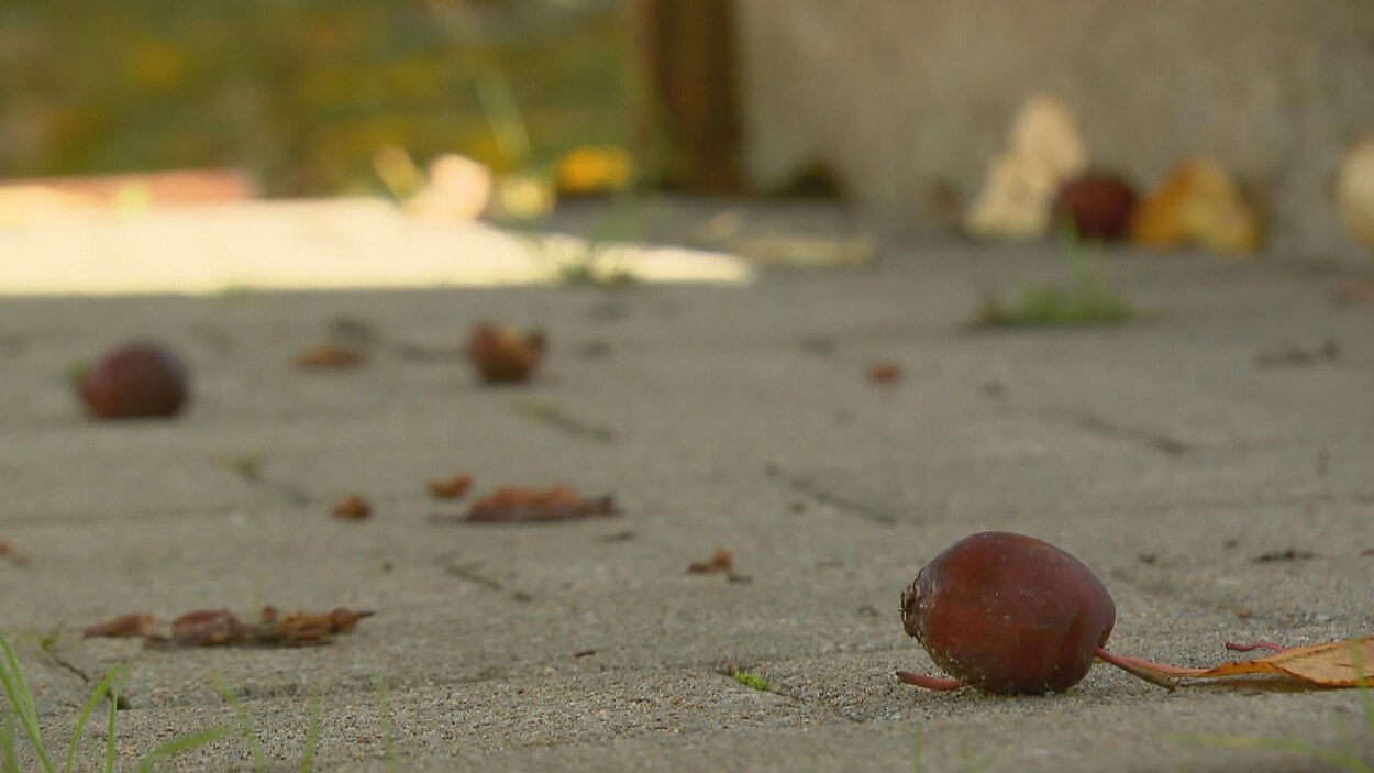 Ramasser et cuisiner les fruits qui pourrissent dans la rue | Radio-Canada