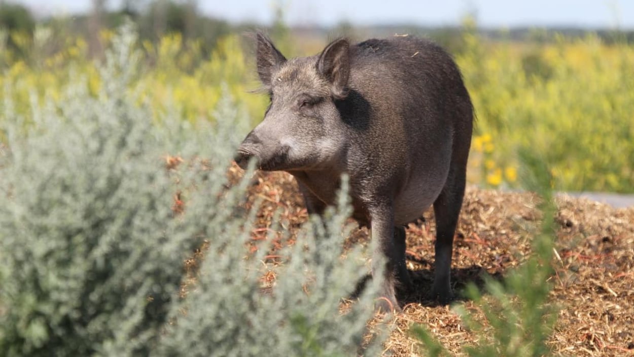 Cochons Sauvages Cochon Sauvage Corse, Au Cours D'un Voyage En Cor1