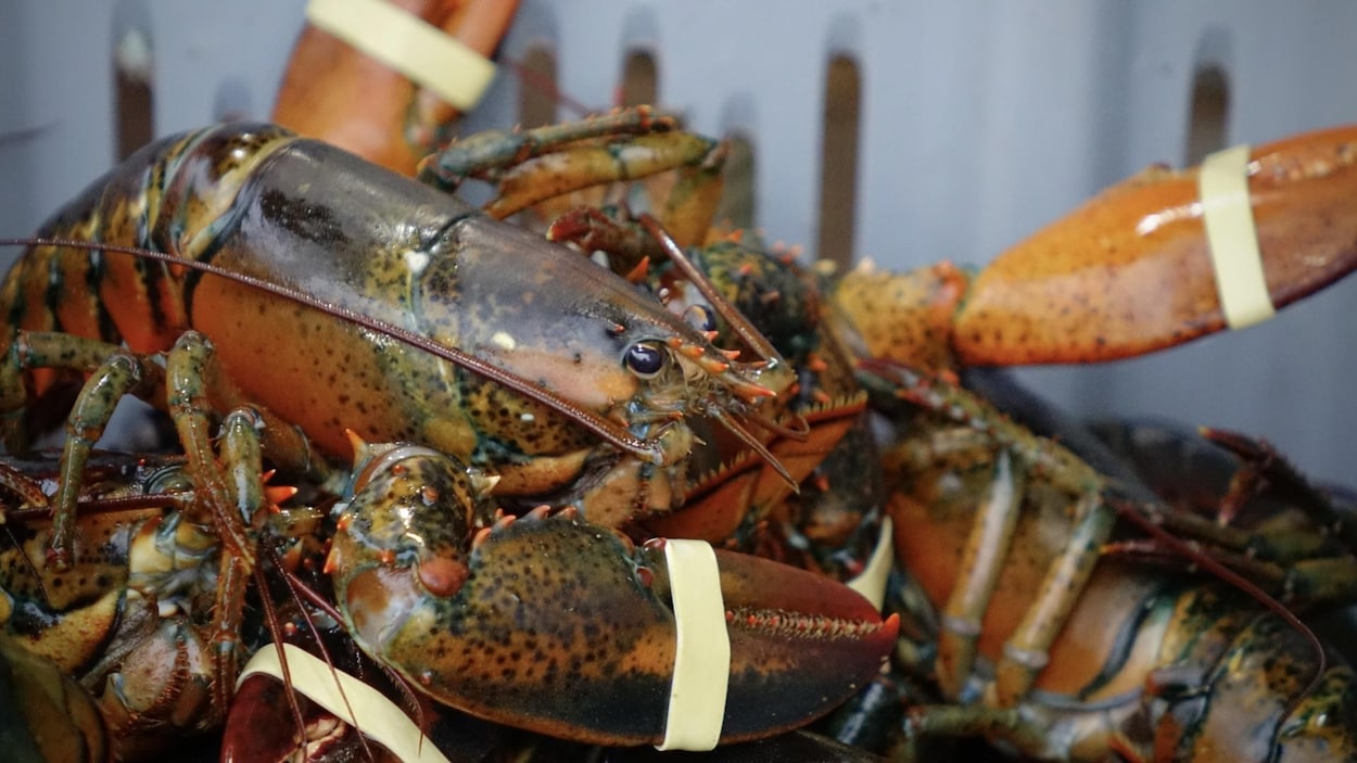Le prix du homard grimpe à 18 $ la livre | Radio-Canada
