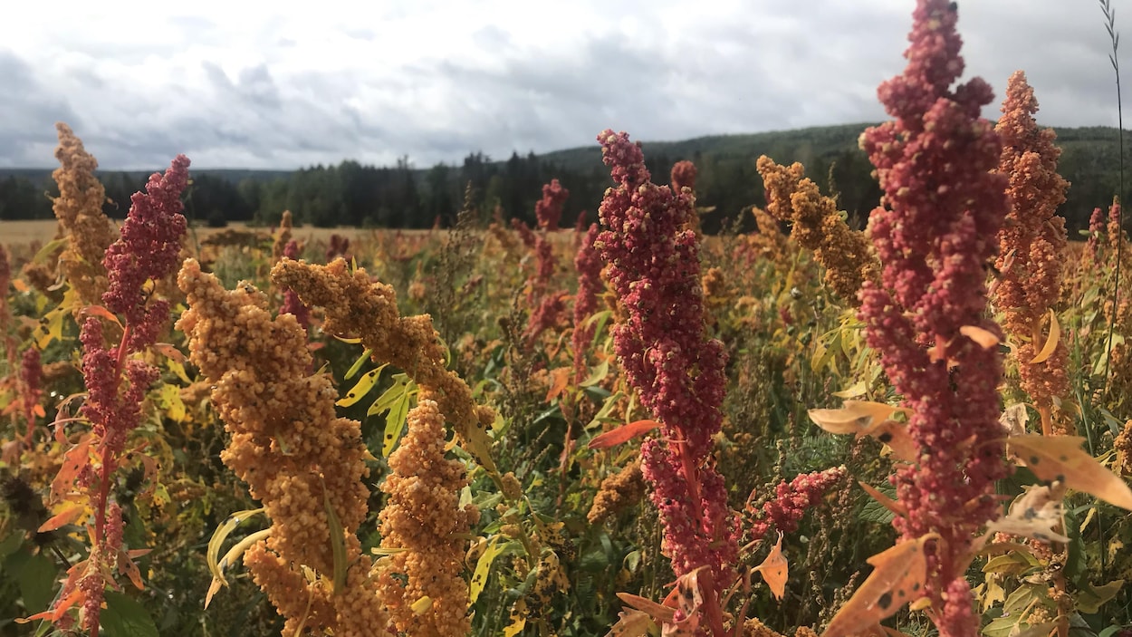 Des efforts pour implanter le quinoa dans l’Est-du-Québec | Radio-Canada.ca