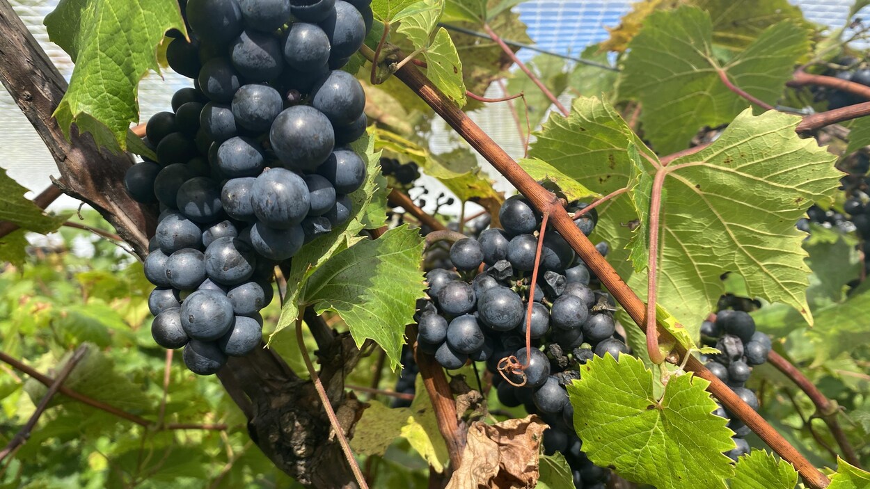 Les raisins sont en abondance au Domaine Oak Hill | Radio-Canada