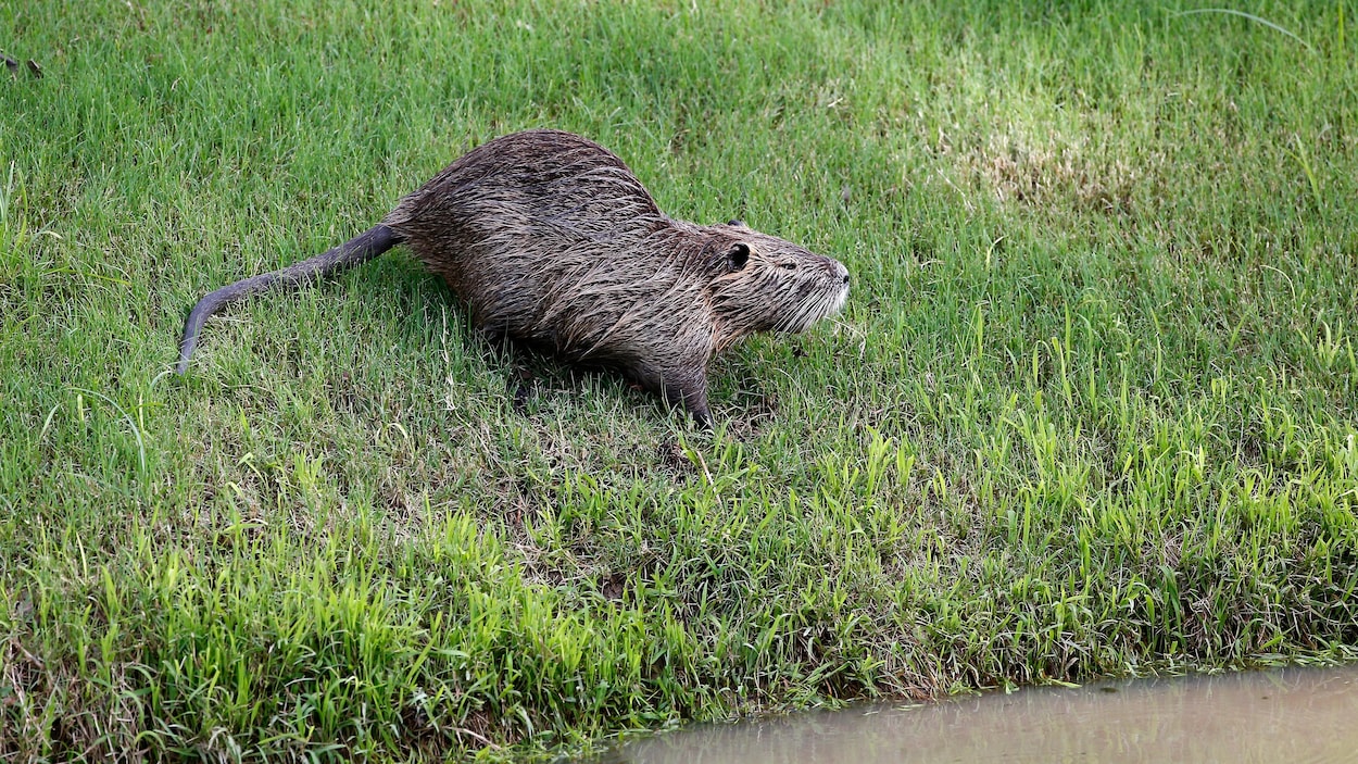 Une Première Nation dit que le Manitoba a inondé ses terres pour ...