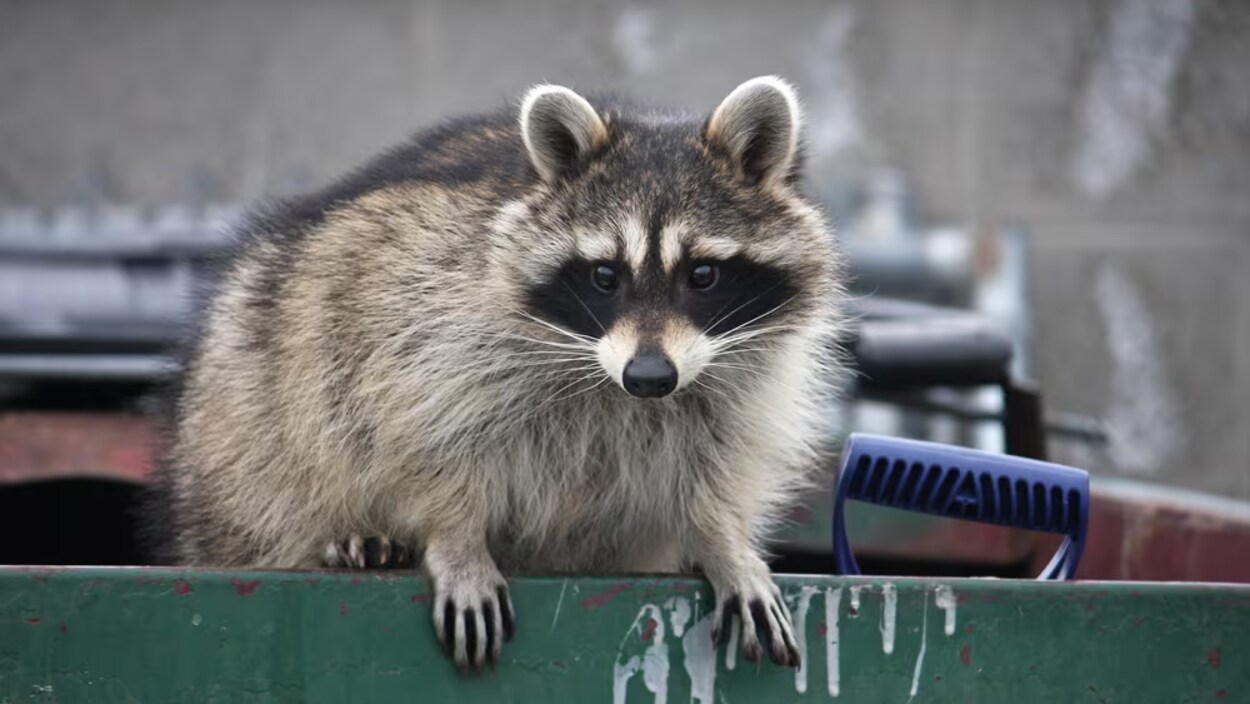117 % plus de morsures de ratons laveurs à Toronto | Radio-Canada