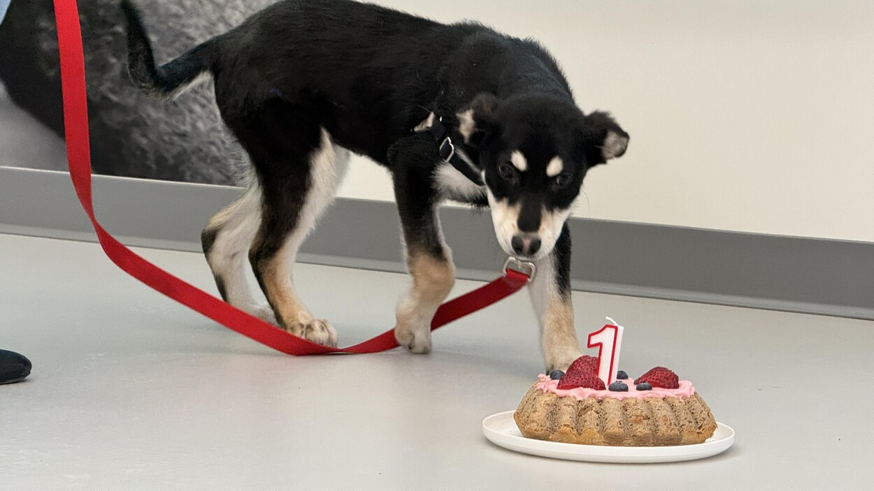 Déjà un an que le refuge animalier Regina Humane Society a intégré son ...