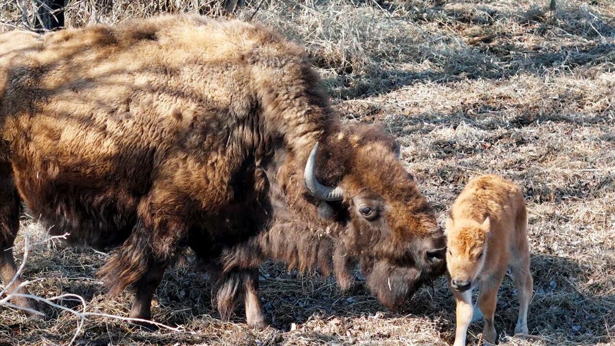 De jeunes bisons voient le jour dans la Nation Brokenhead Ojibway après ...