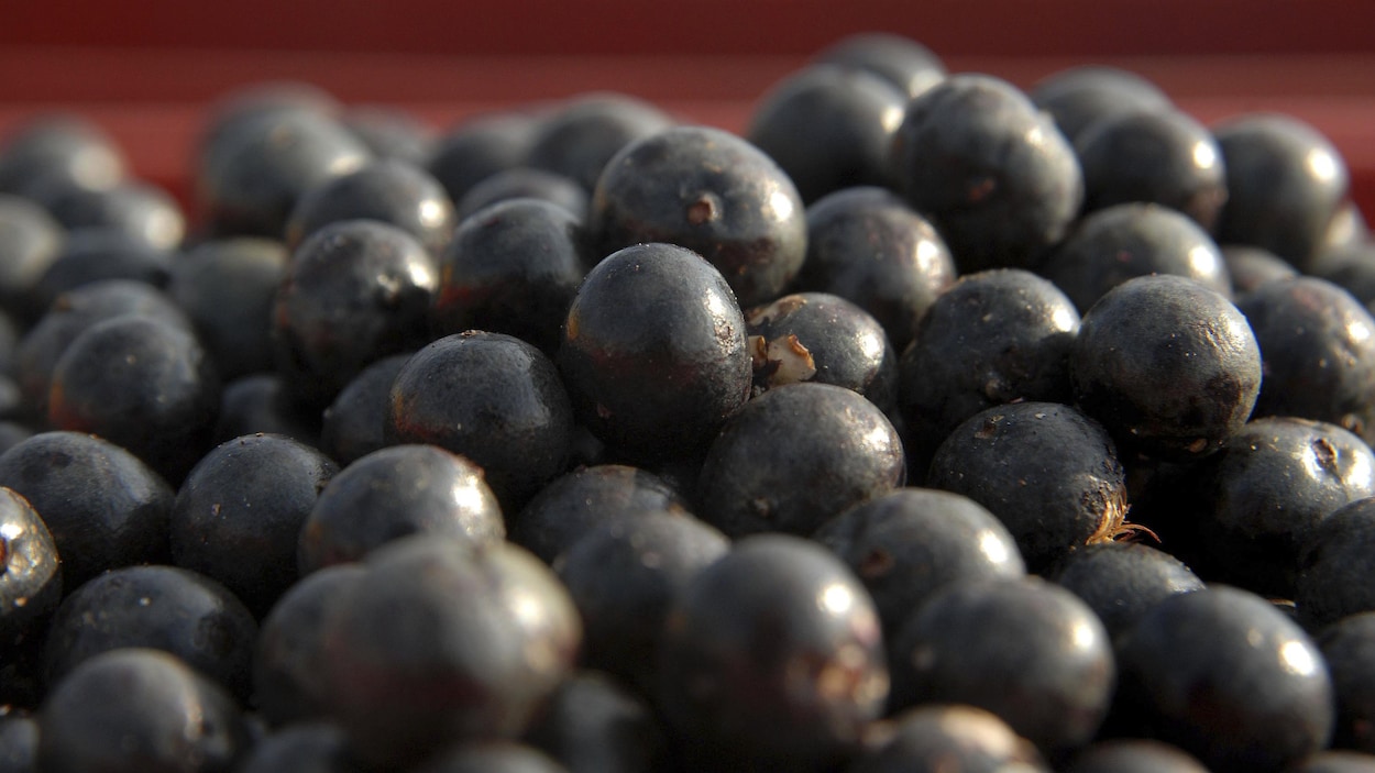Des experts canadiens testent la baie d'açaï pour soigner la COVID-19 ...
