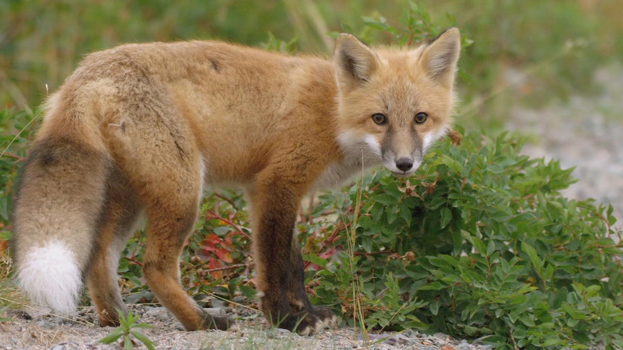 Renard Roux Canadien Renard Roux | Mammifères | Canidés Du Québec