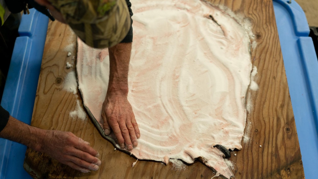Une semaine pour souligner l’apport du loup-marin aux Îles | Radio-Canada