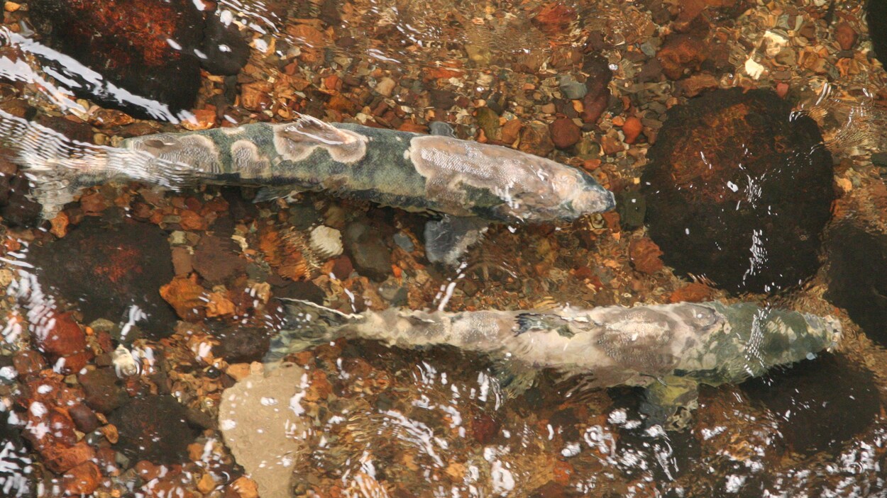 Printemps idéal pour les saumons sur l’île de Vancouver | Radio-Canada.ca