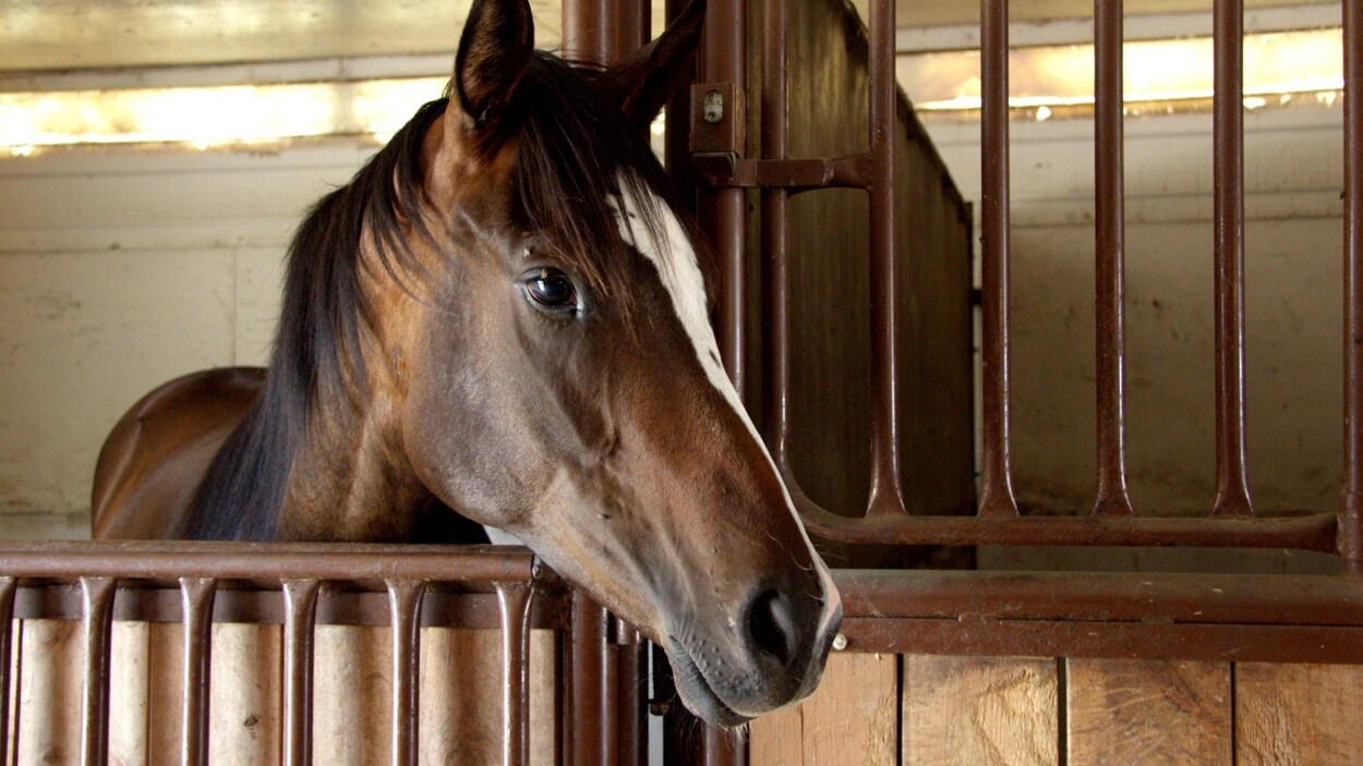 D’où viennent ces chevaux rapides comme l’éclair ? | Info | Radio-Canada