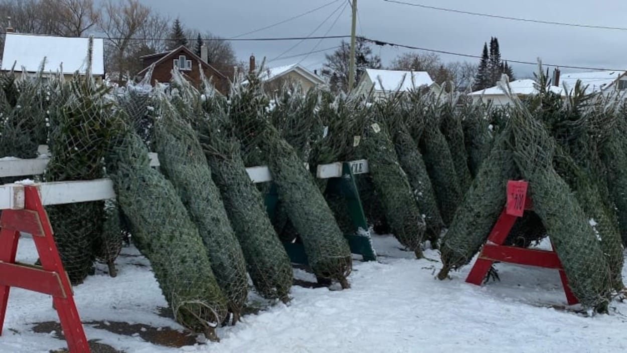 Des sapins de Noël contenant des œufs de spongieuse vendus en Ontario | Radio-Canada