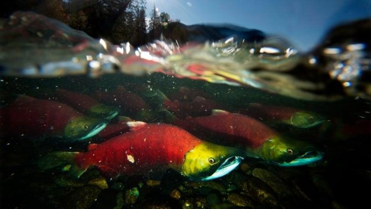 Un rapport sur la pêche de saumon en Alaska scandalise une Première ...
