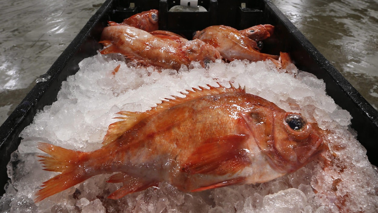 La pêche au sébaste devra encore attendre, mais les pêcheurs se ...