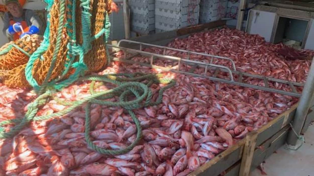 Près de 3 M$ pour développer la pêche au sébaste au Québec | Radio-Canada