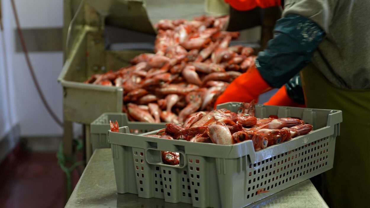 Début famélique de la pêche au sébaste aux Îles | Radio-Canada