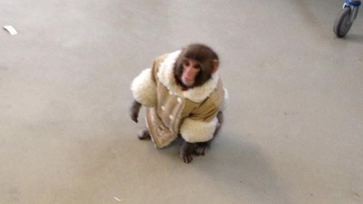 Des nouvelles du singe Ikea | Radio-Canada