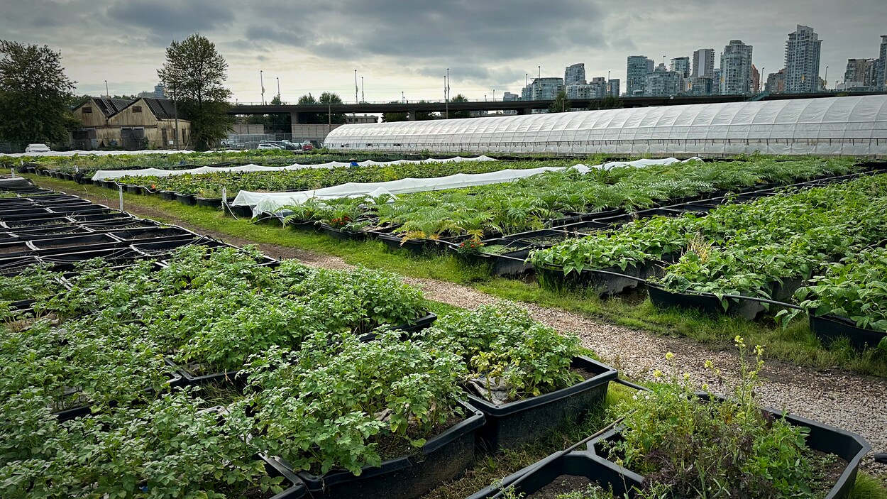 À Sole Food Street Farms, on cultive des légumes et de l’espoir | Radio ...