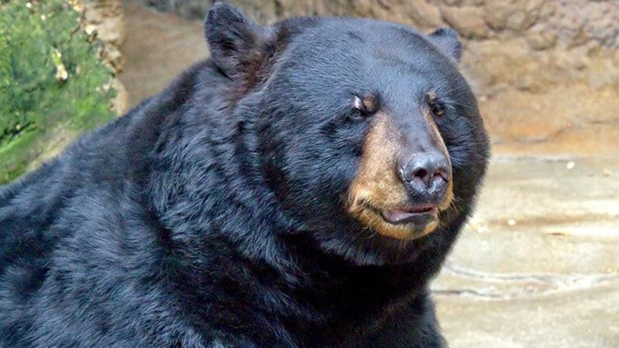 La PPO appelle à la prudence face au retour des ours | Radio-Canada