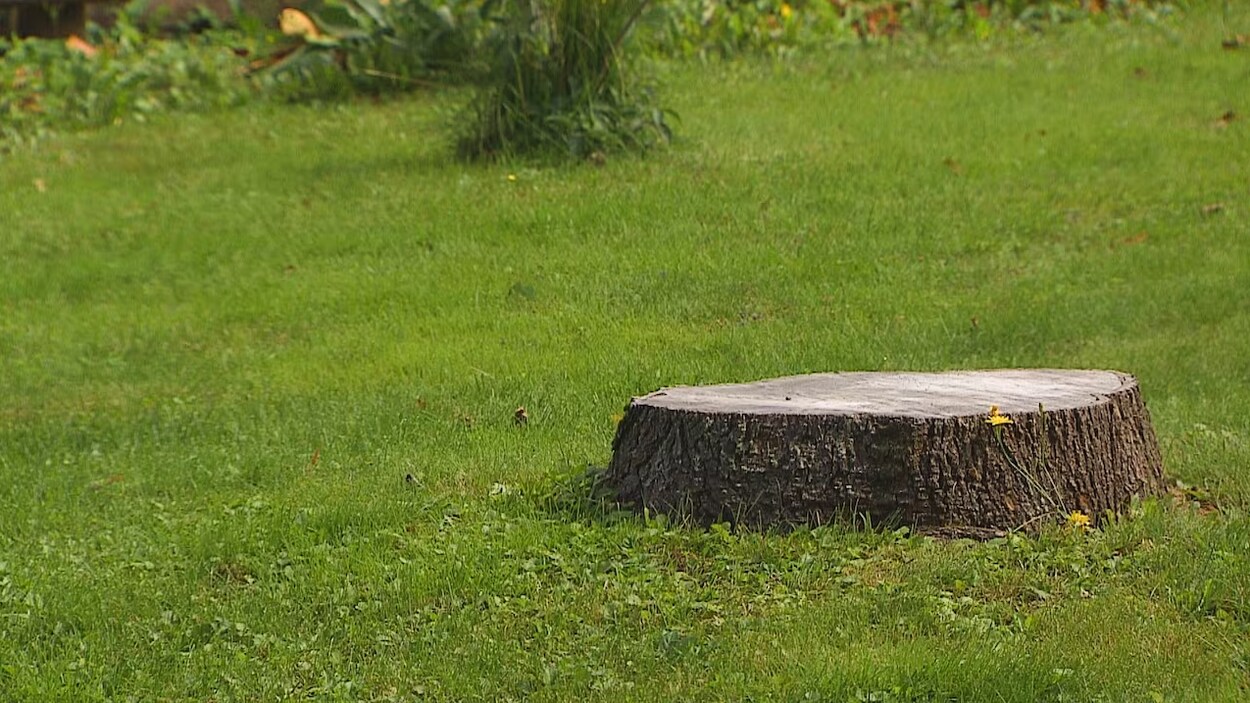 Charlottetown offre jusqu’à 500 $ à ses résidents pour retirer des ...