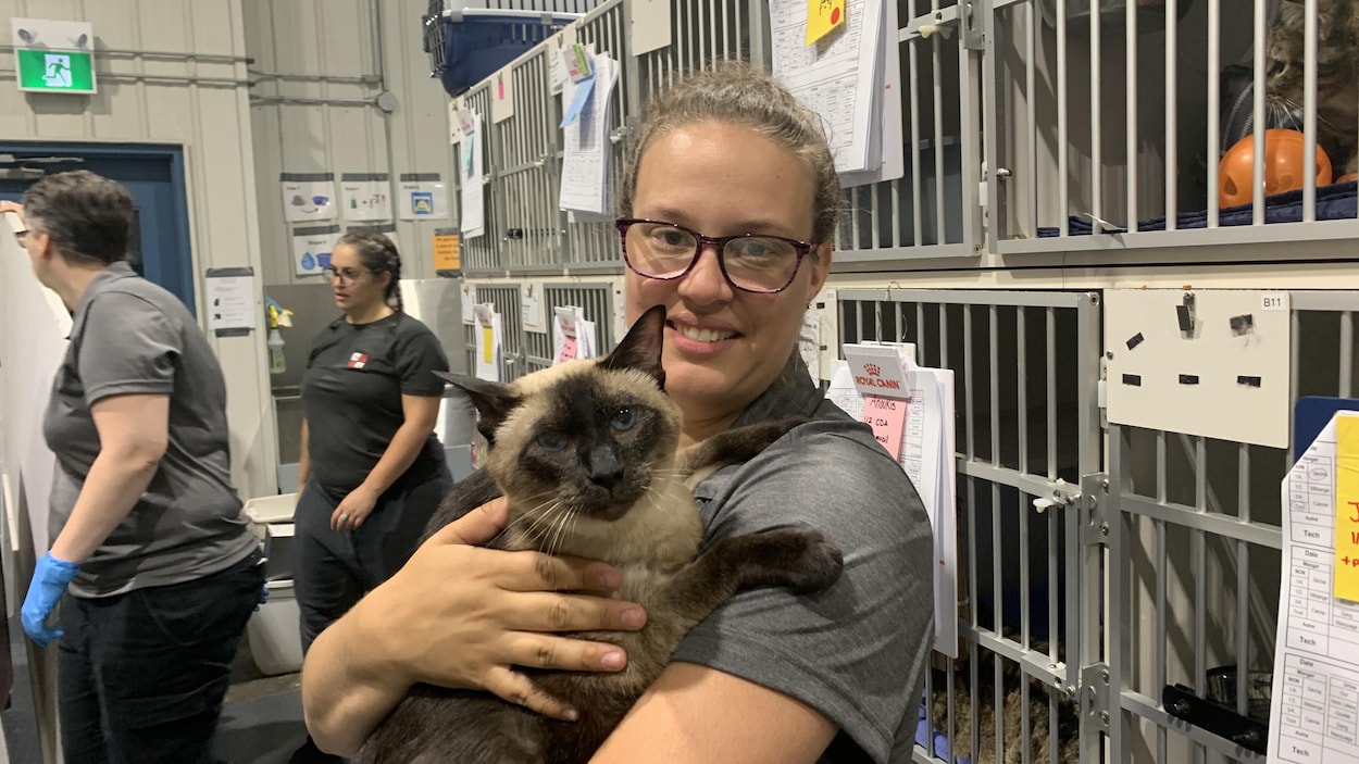 Chats adultes à la SPCA : l’adoption à moitié prix populaire à ...