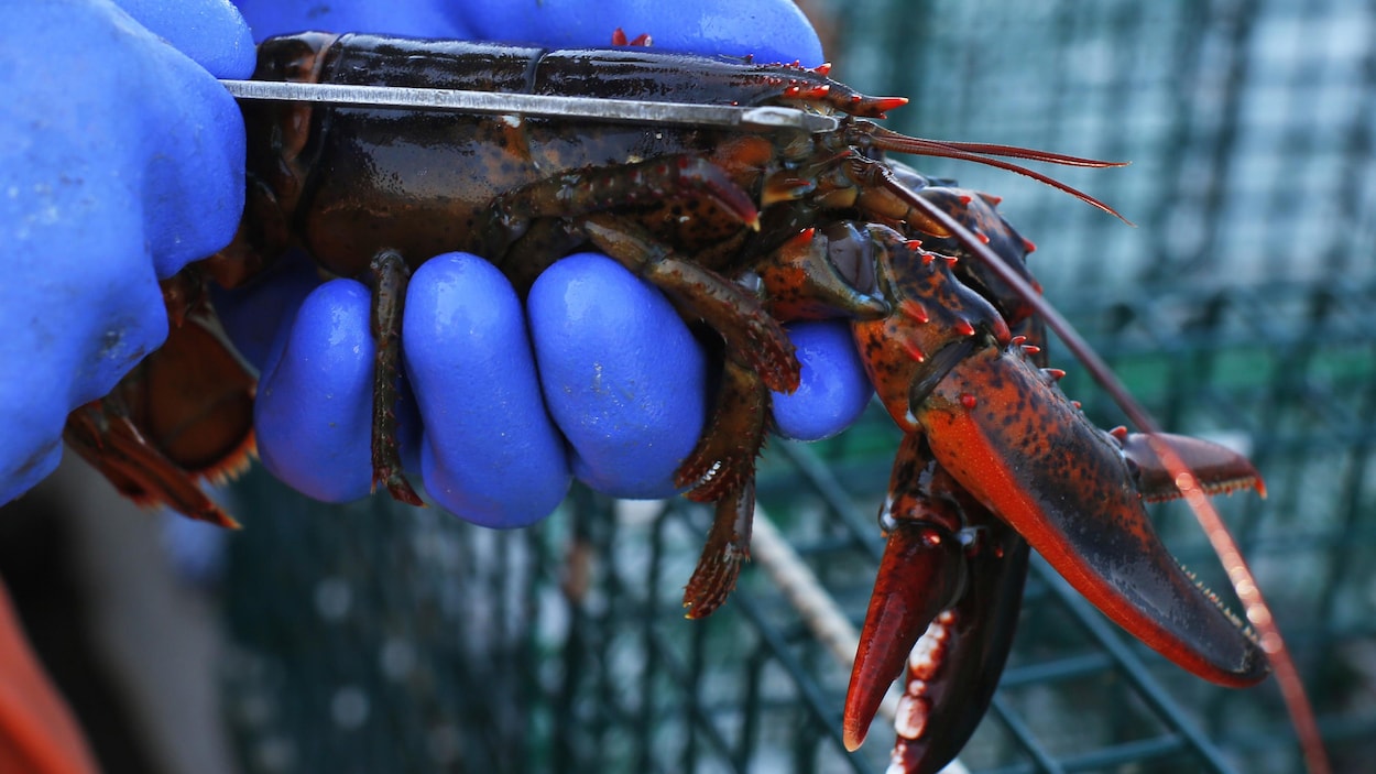 Jusqu’à 30 % du homard pêché en Atlantique n’est pas déclaré, selon le ...