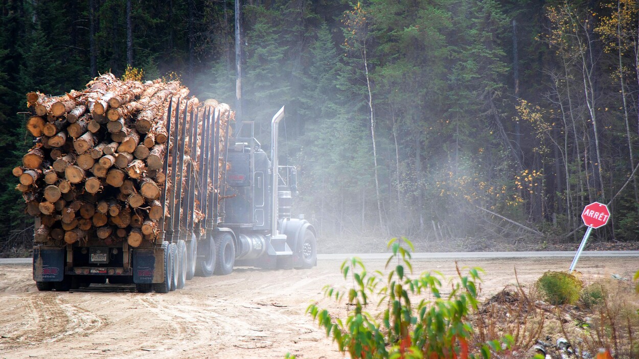 Foresterie : 15 recommandations pour surmonter les différends entre ...