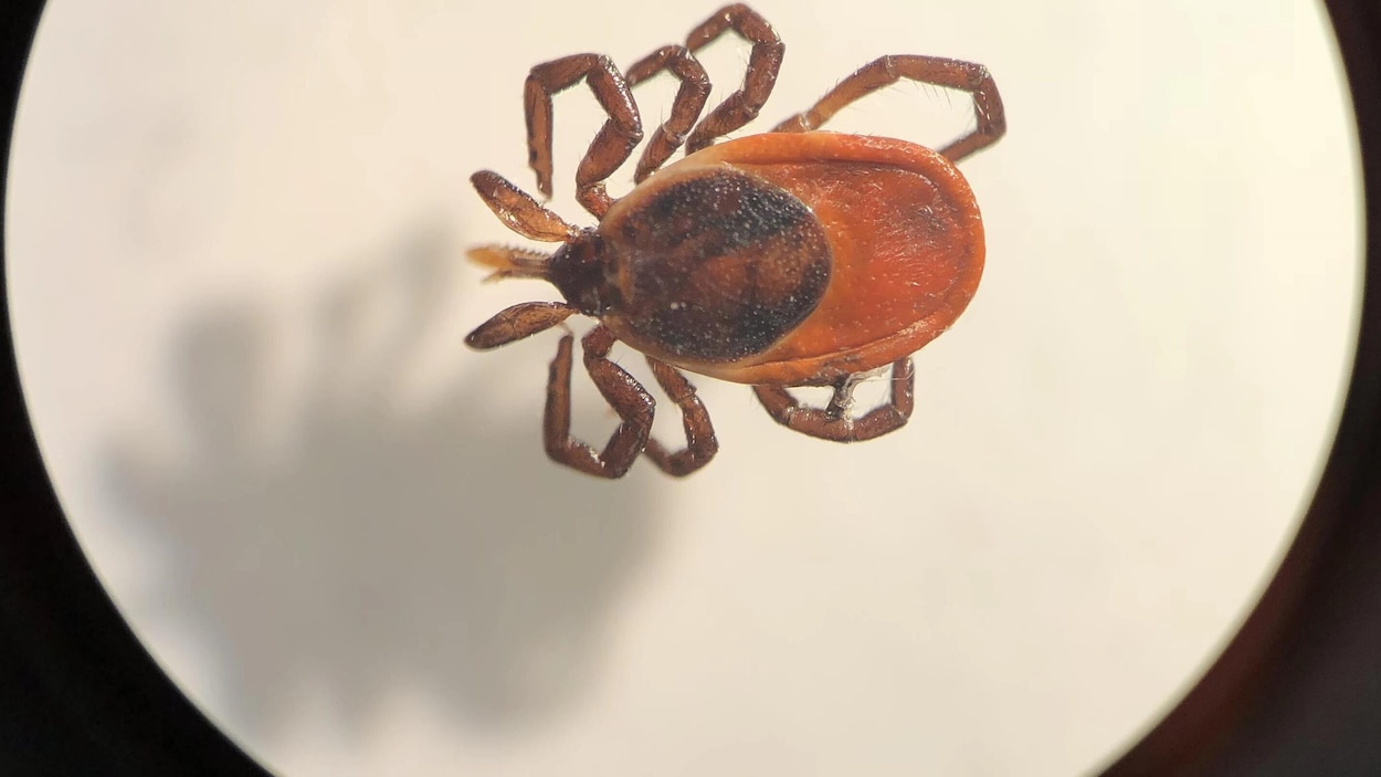 Un vaccin contre la maladie de Lyme mis à l’épreuve en Estrie? | Radio ...