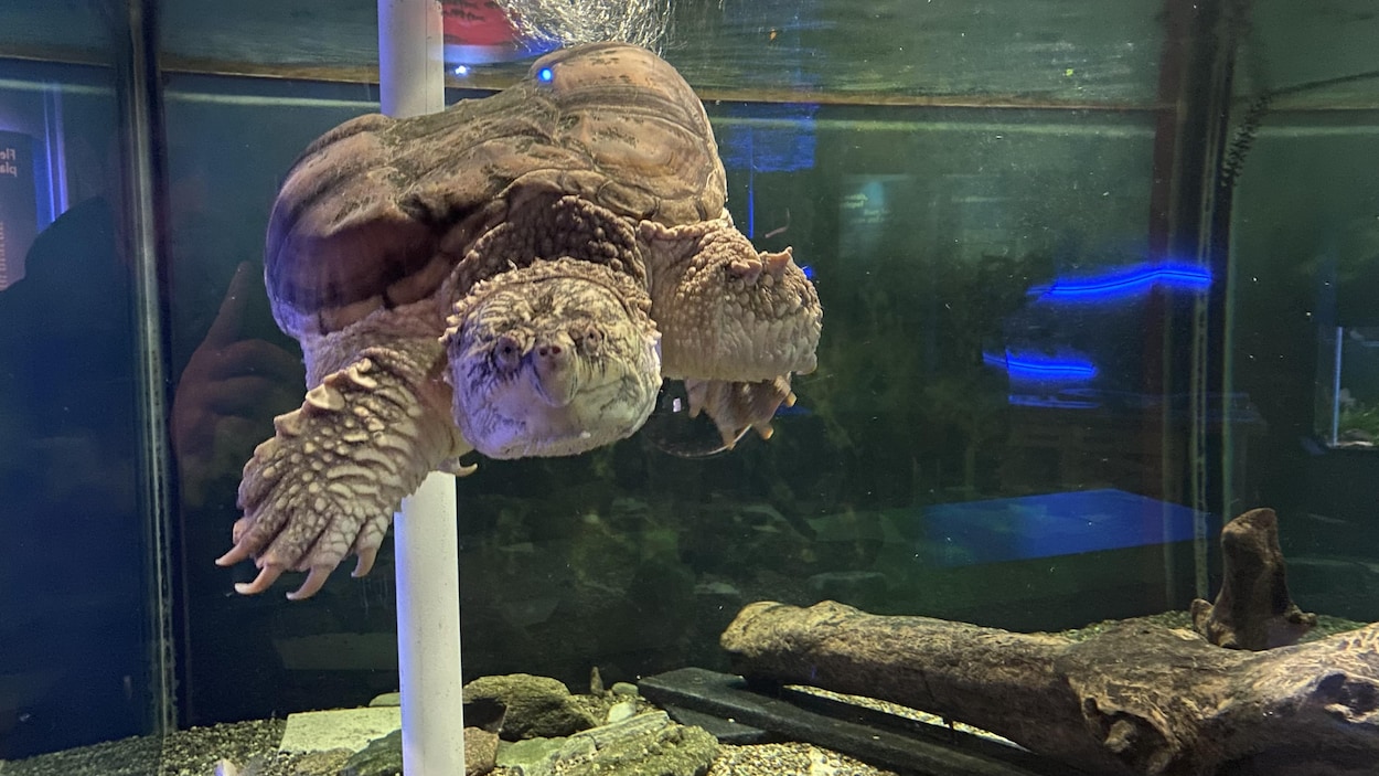 Plus de visiteurs au Musée de la biodiversité à Bécancour en raison de ...