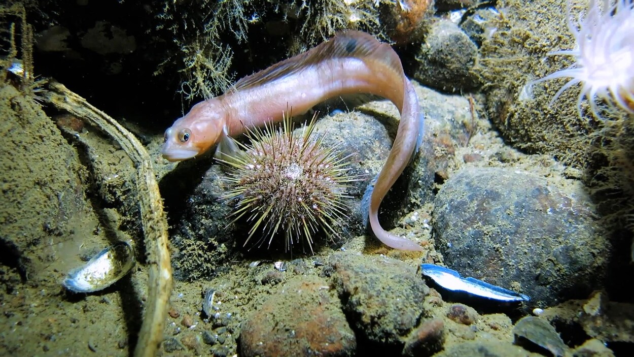 La vie insoupçonnée du fjord du Saguenay | Info | Radio-Canada