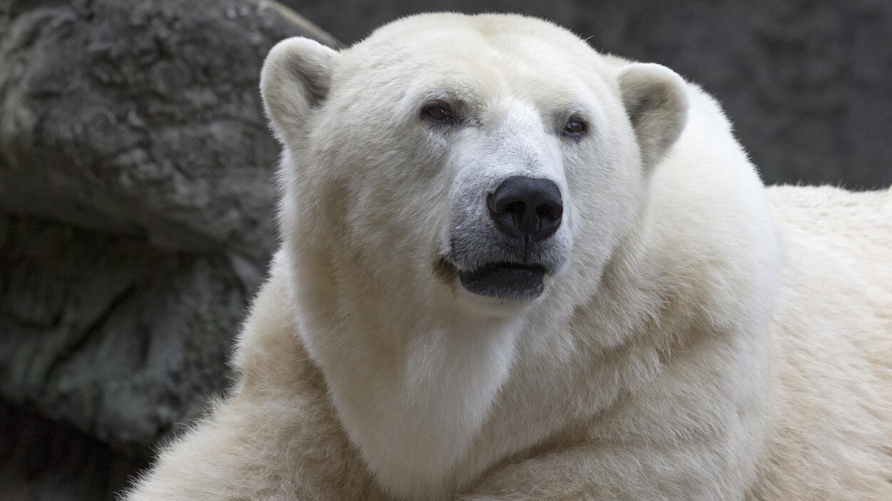 La doyenne des ours polaires s'éteint | Radio-Canada.ca
