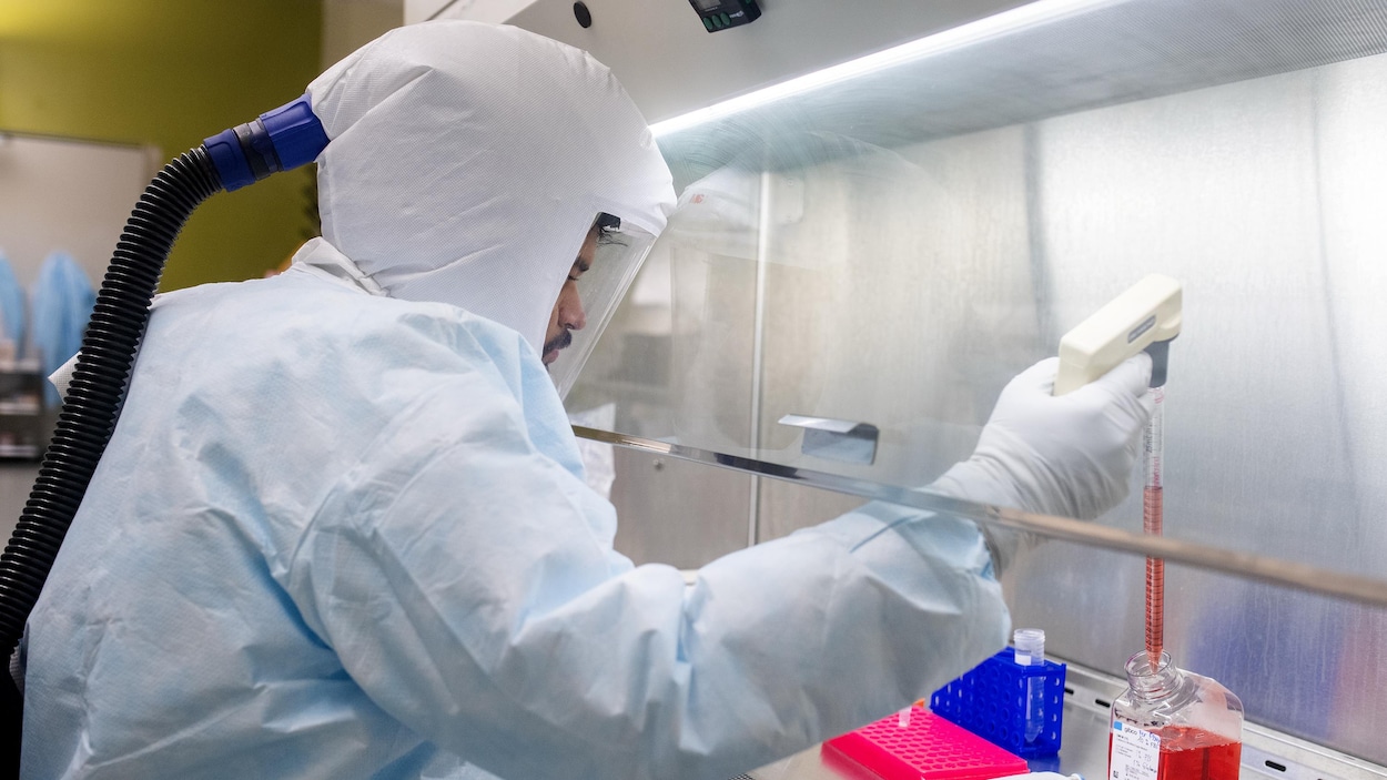 Saskatoon au cœur de la recherche sur l’hantavirus | Radio-Canada