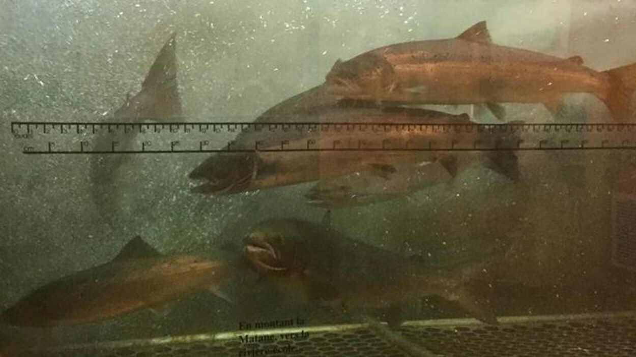 De nouveau, la chaleur a nui aux montaisons de saumons sur la rivière ...