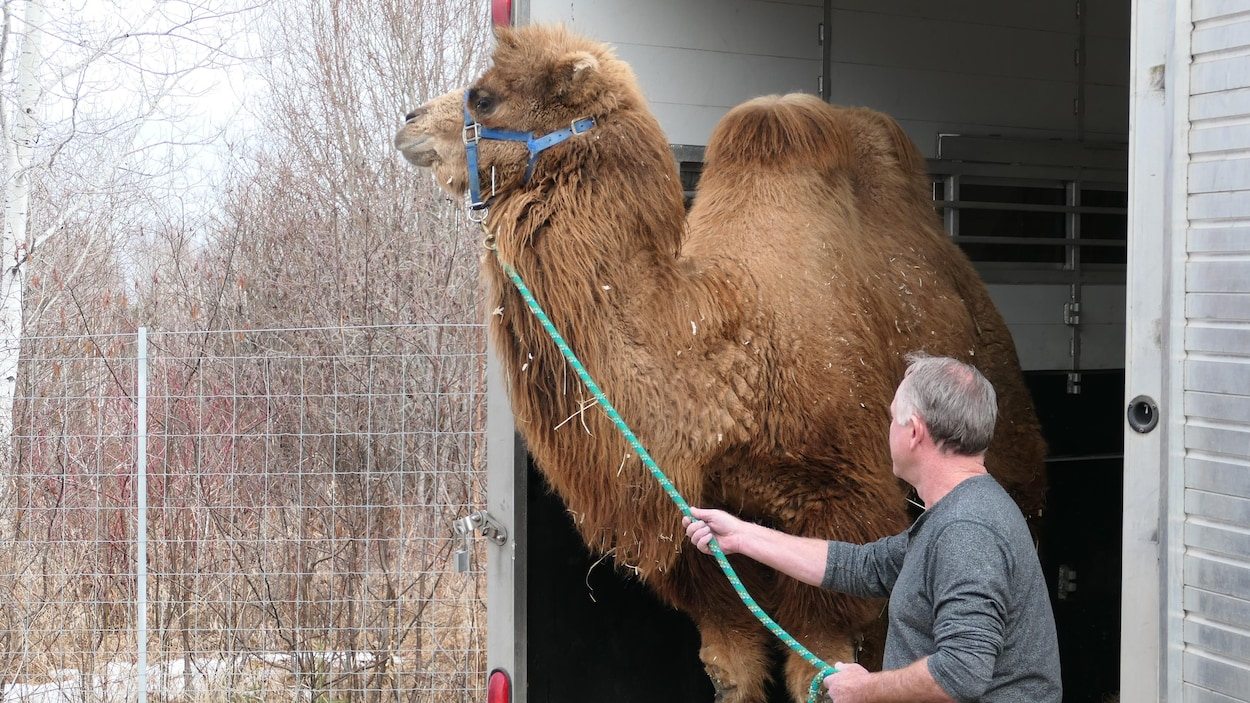 Une nouvelle chamelle débarque au Zoo sauvage de Saint-Félicien | Radio-Canada