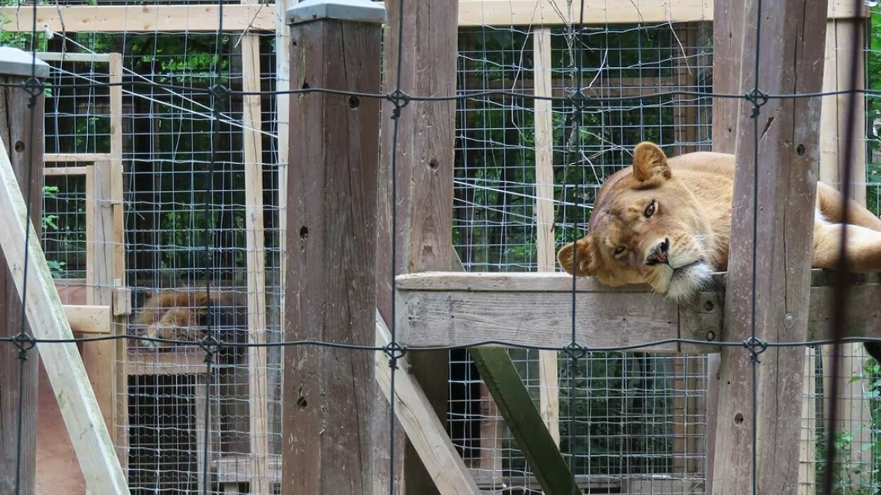 L’Ontario, « capitale » des zoos privés et seule province à ne pas les ...