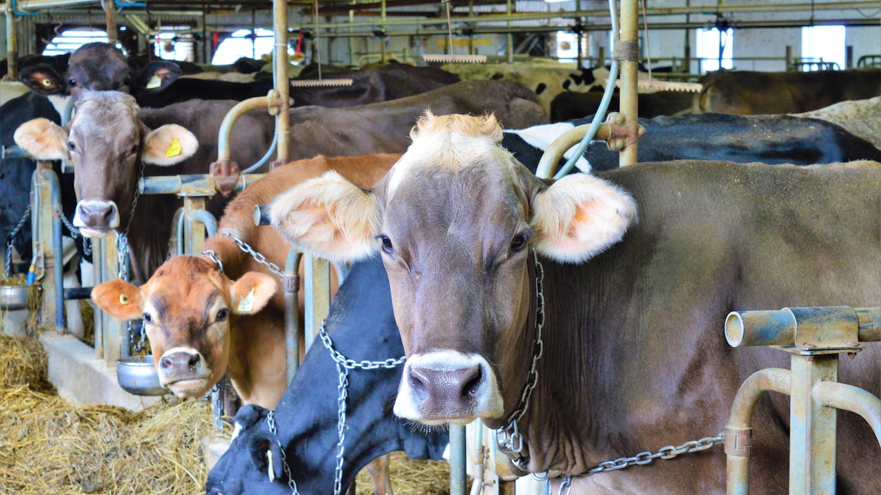 Des algues pour nourrir les vaches? | Radio-Canada.ca