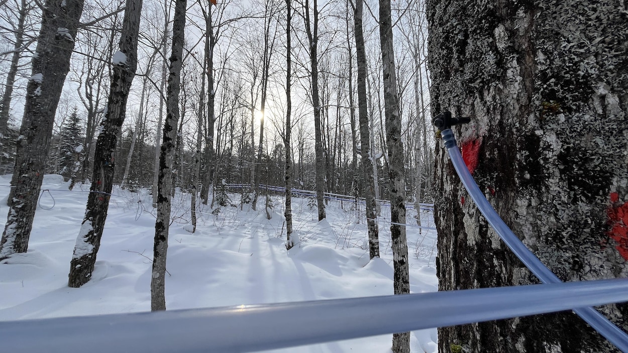 La science pour bâtir des ponts entre foresterie et acériculture ...