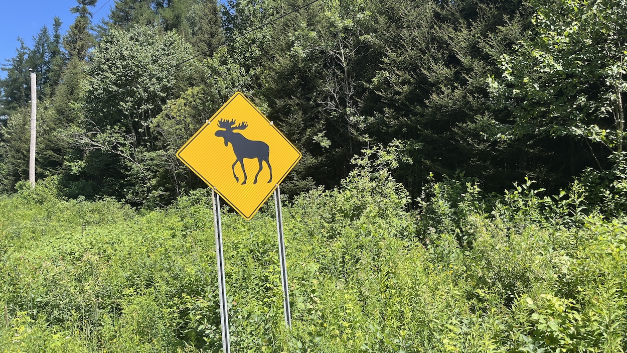 Un motocycliste perd la vie dans une collision avec un orignal sur la R-138 | Radio-Canada