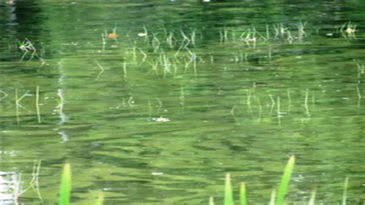 La lutte contre la prolifération des algues bleues s'organise dans ...