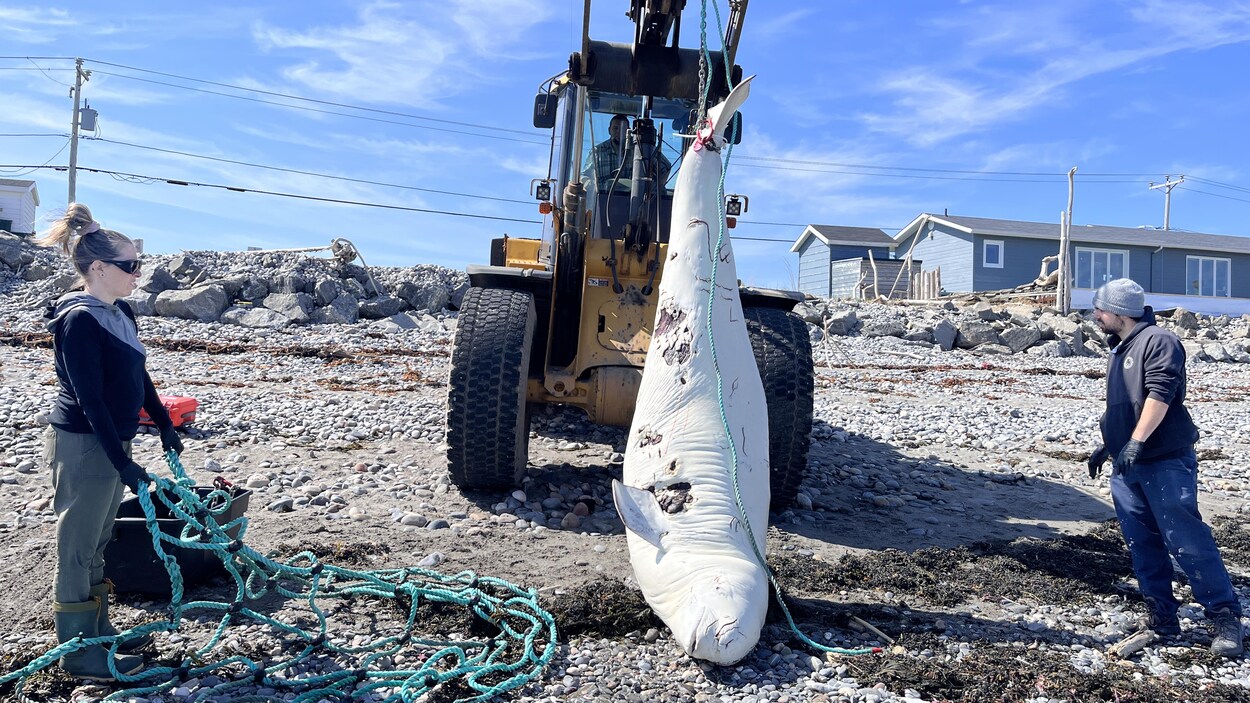 Une carcasse de béluga retrouvée sur les berges de Matane | Radio-Canada